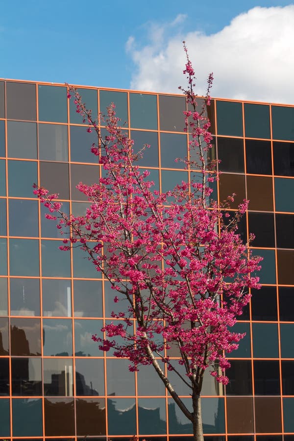 Cherry Tree and Modern Building Stock Photo - Image of next, modern ...