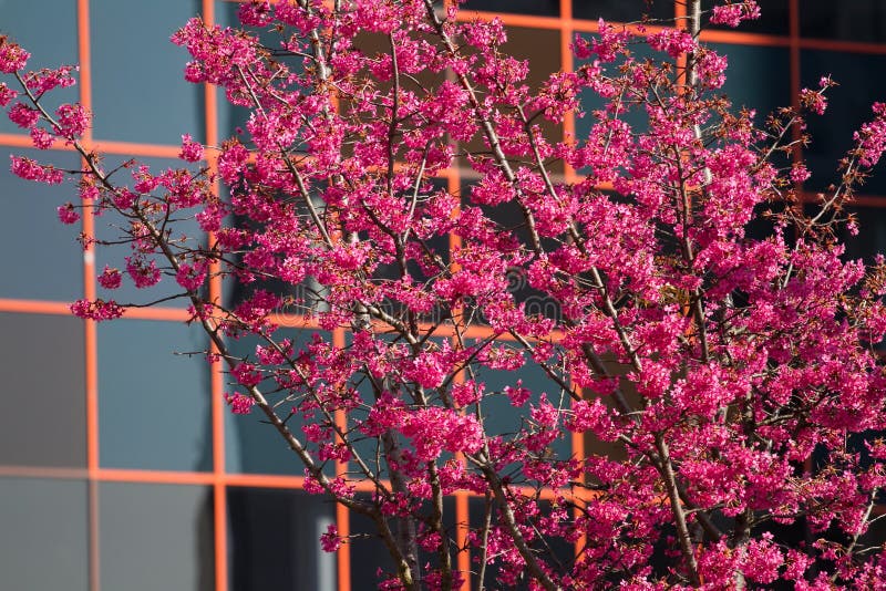 Cherry Tree and Modern Building Stock Photo - Image of england, kingdom ...