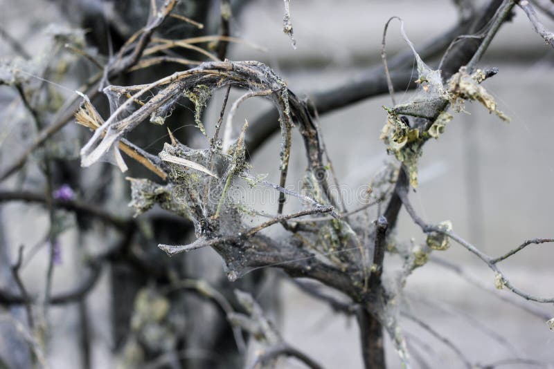 Cherry Tree Moth Spiderweb on Decay Branches Stock Photo - Image of ...