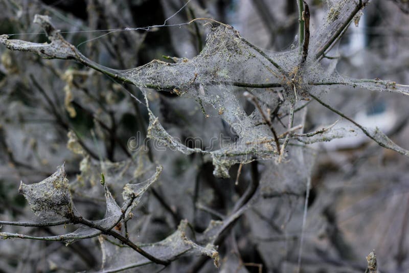 Cherry Tree Moth Spiderweb on Decay Branches Stock Photo - Image of ...