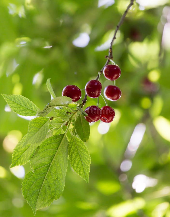 Cherry on the Tree in Nature Stock Photo - Image of agriculture ...
