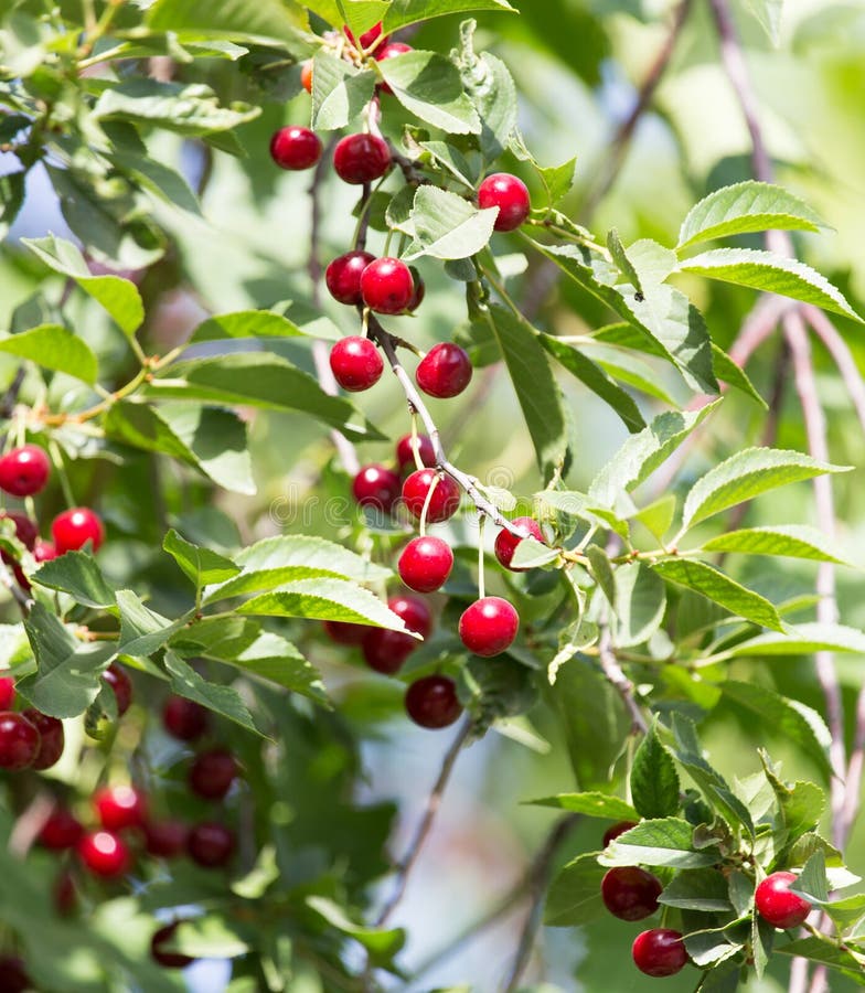 Cherry on the Tree in Nature Stock Photo - Image of fresh, hanging ...