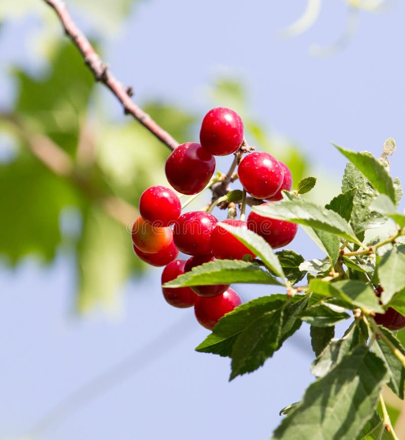 Cherry on the Tree in Nature Stock Photo - Image of food, nature: 95212804