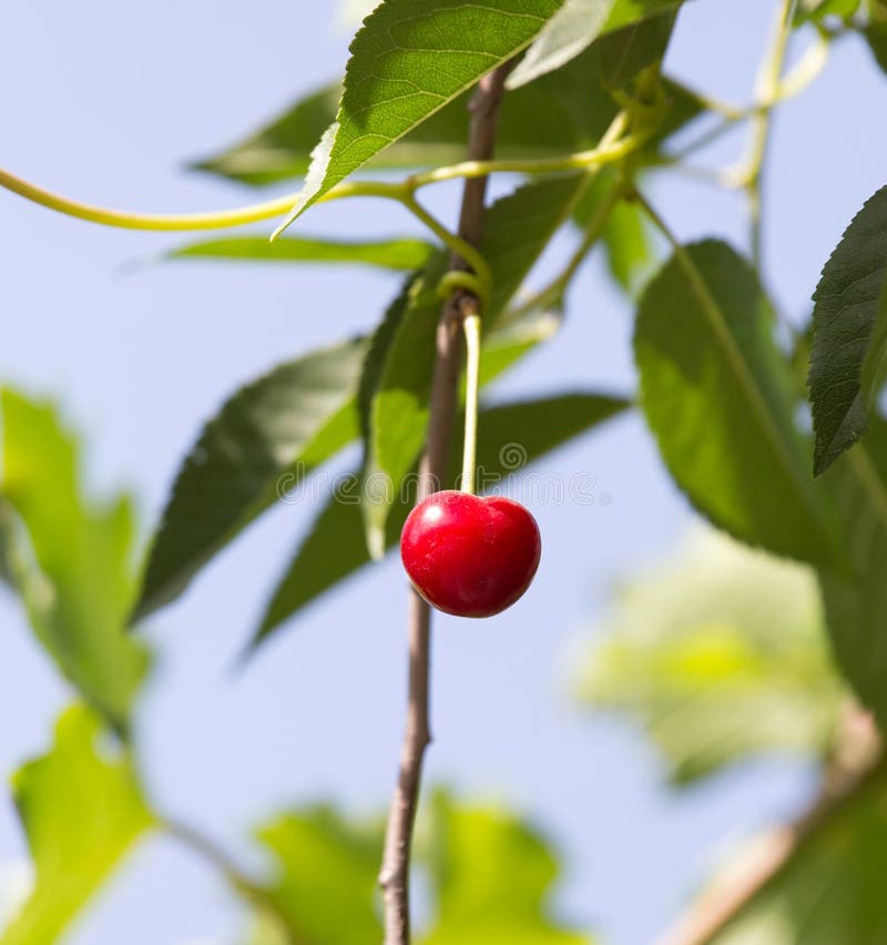 Cherry on the Tree in Nature Stock Photo - Image of plant, fruit: 95232034