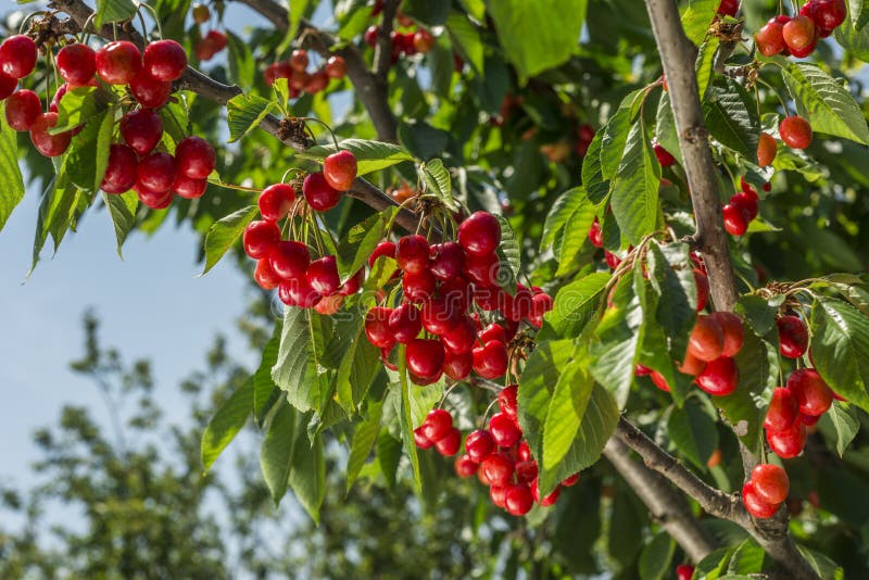 Cherry tree stock image. Image of growth, nature, leaf - 42065953