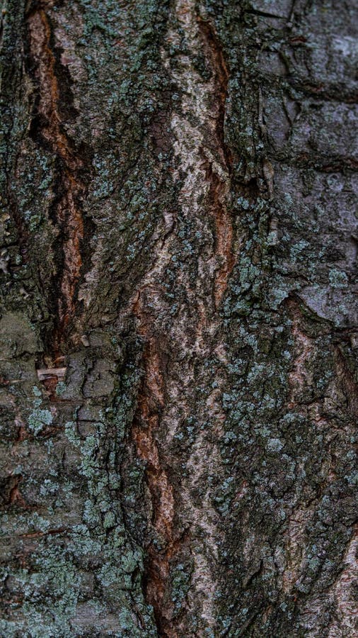 Cherry Tree Old Bark Structure Stock Photo - Image of forest, abstract ...
