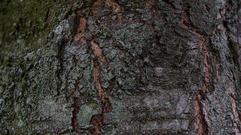 Cherry Tree Old Bark Structure Stock Image - Image of abstract ...
