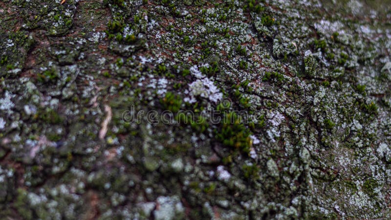 Cherry Tree Old Bark Structure Stock Image - Image of deciduous ...