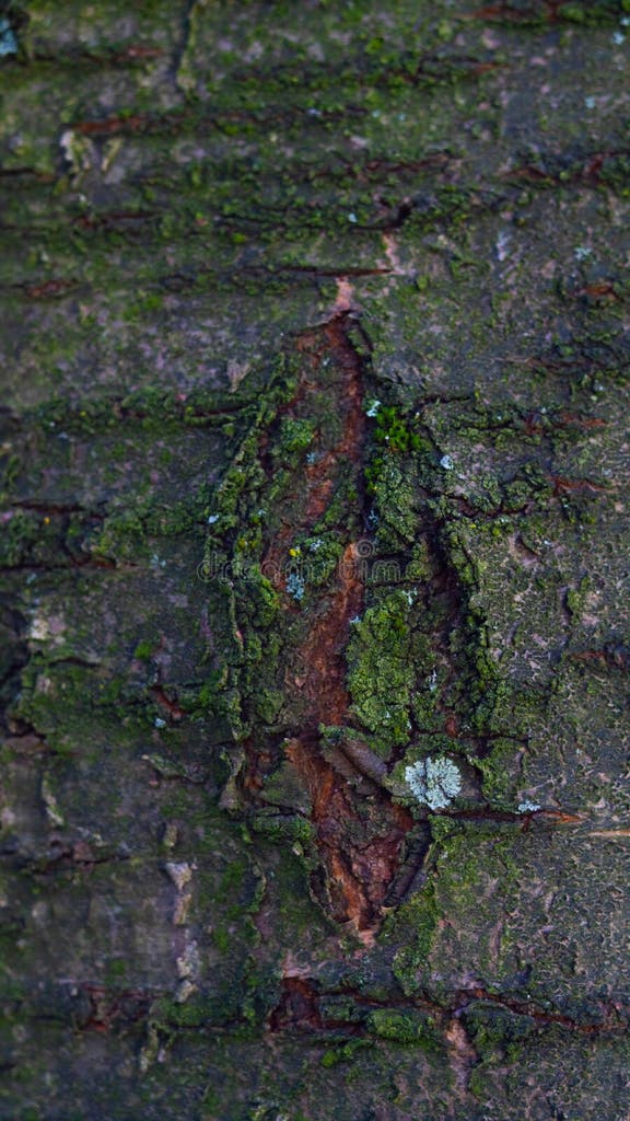 Cherry Tree Old Bark Structure Stock Image - Image of cherry, wildlife ...