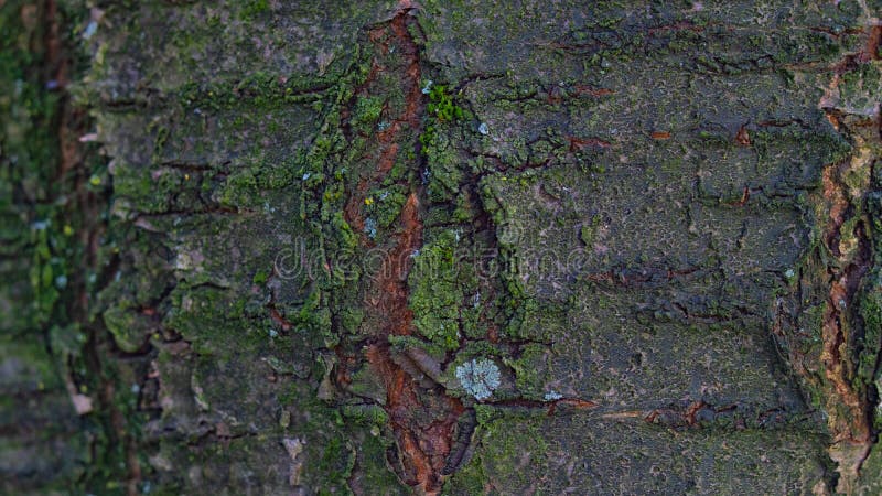 Cherry Tree Old Bark Structure Stock Image - Image of trunk, rock ...