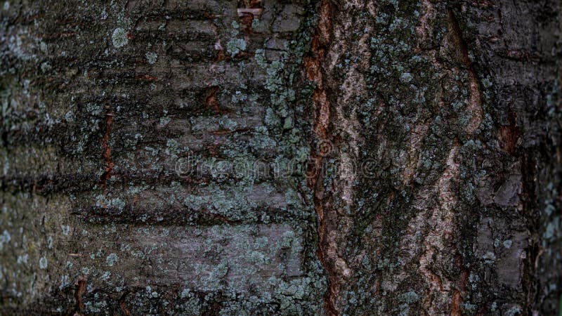 Cherry Tree Old Bark Structure Stock Image - Image of grass, forest ...