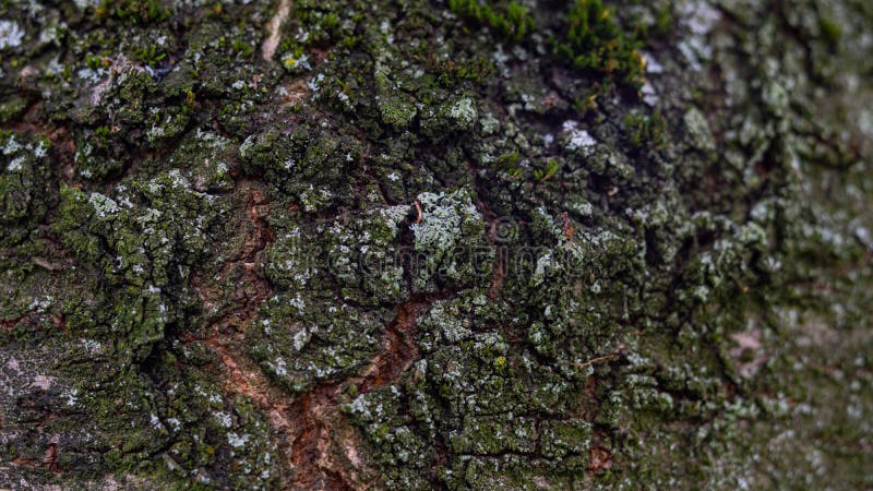 Cherry Tree Old Bark Structure Stock Image - Image of autumn, produce ...