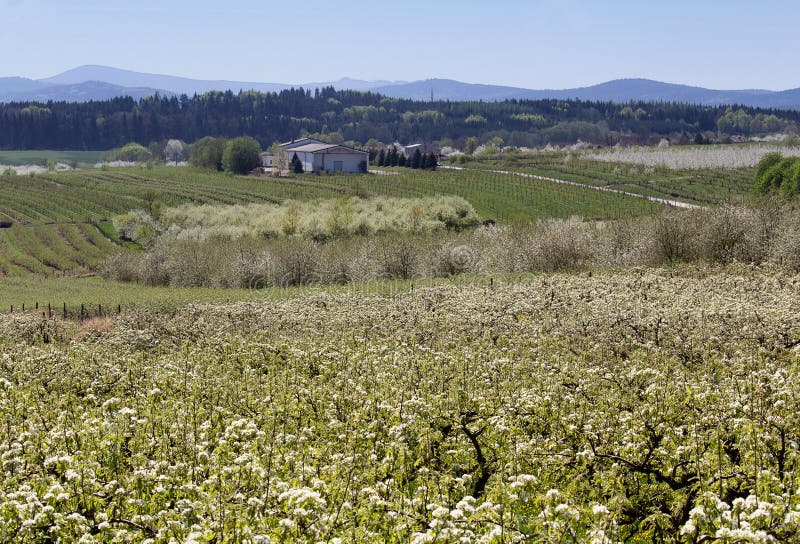 Cherry Tree Orchard with Grass Path, Building, Czech Landscape Stock ...