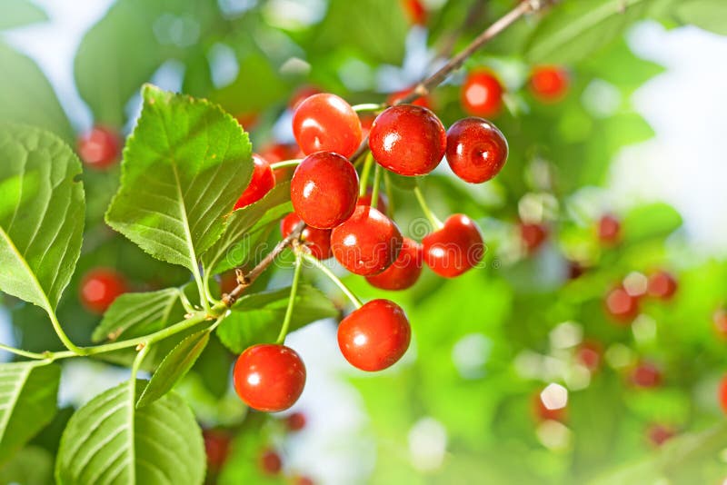 Cherry tree stock photo. Image of eating, growth, leaf - 42214022