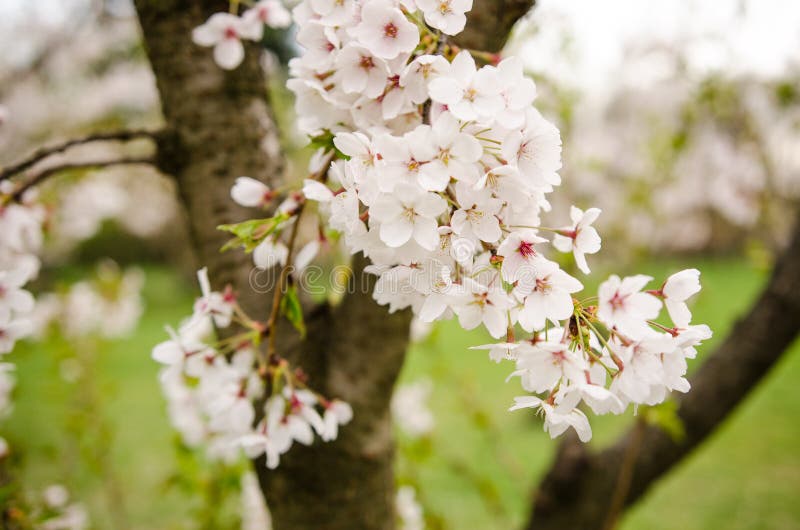 Cherry Tree stock photo. Image of video, ornamental, blossom - 39383522