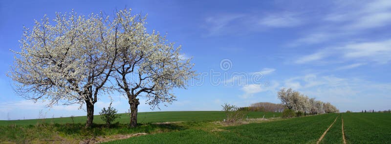 Cherry tree - panorama stock photo. Image of fruit, meadow - 6496168