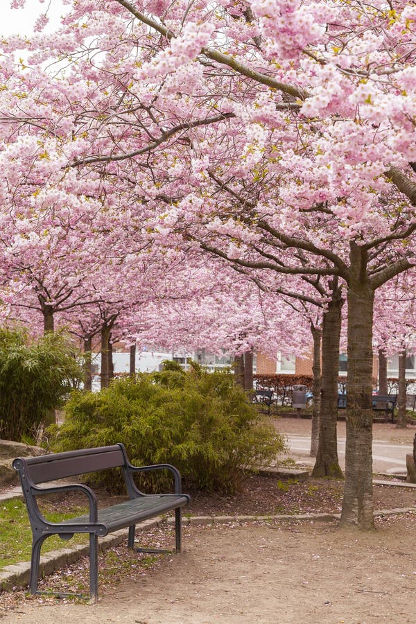Cherry tree park stock photo. Image of blossoming, helsingborg - 78205960 Cherry tree park stock photo. Image of blossoming, helsingborg - 78205960