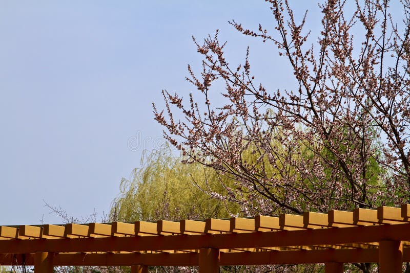 Plum Blossom Flowers Pink Flowers on the Roof Stock Image - Image of ...
