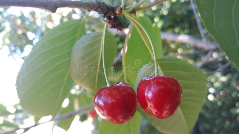 Cherry on tree stock photo. Image of tree, cherry, summer - 119056328