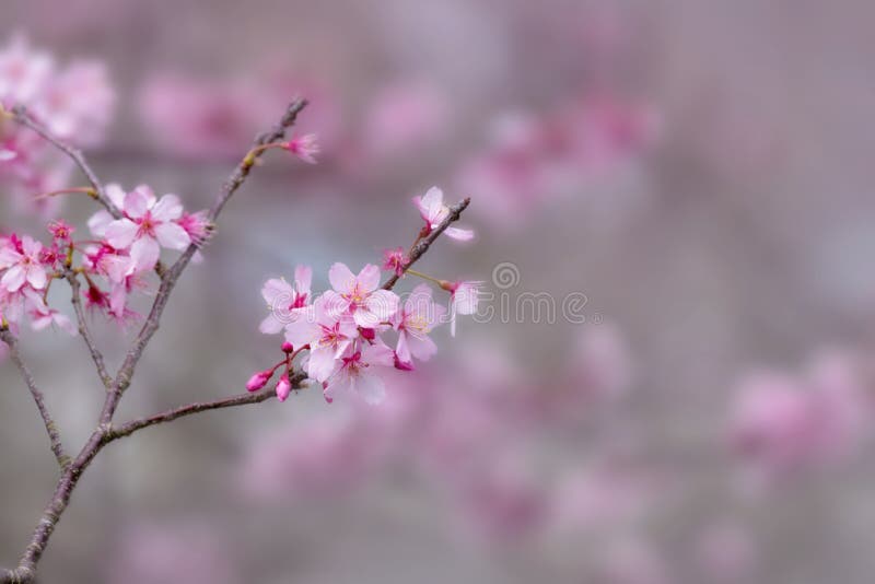 Cherry Tree Pink Blooming Flowers Stock Image - Image of cherry ...
