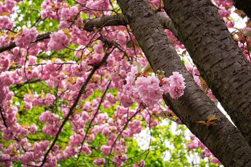 Cherry Tree with Pink Blossom Stock Image - Image of beauty, flower ...