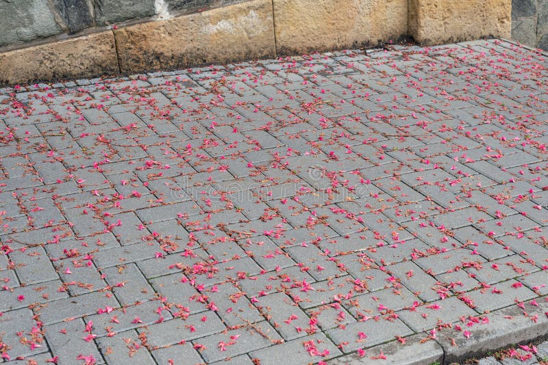 Cherry Tree Pink Blossom Petal Covered Sidewalk Pavement Curb Texture ...