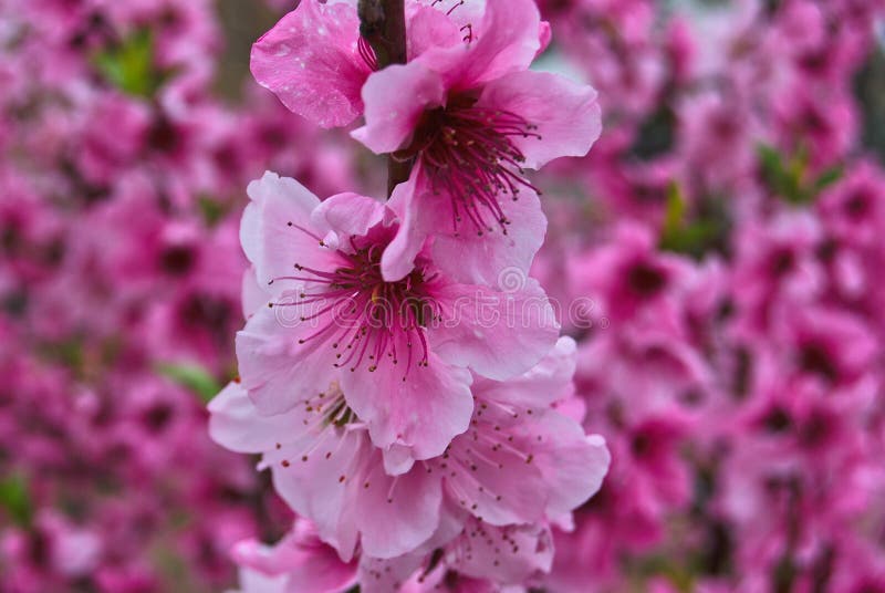 Cherry Tree Pink Flowers in Spring Stock Image - Image of petal ...