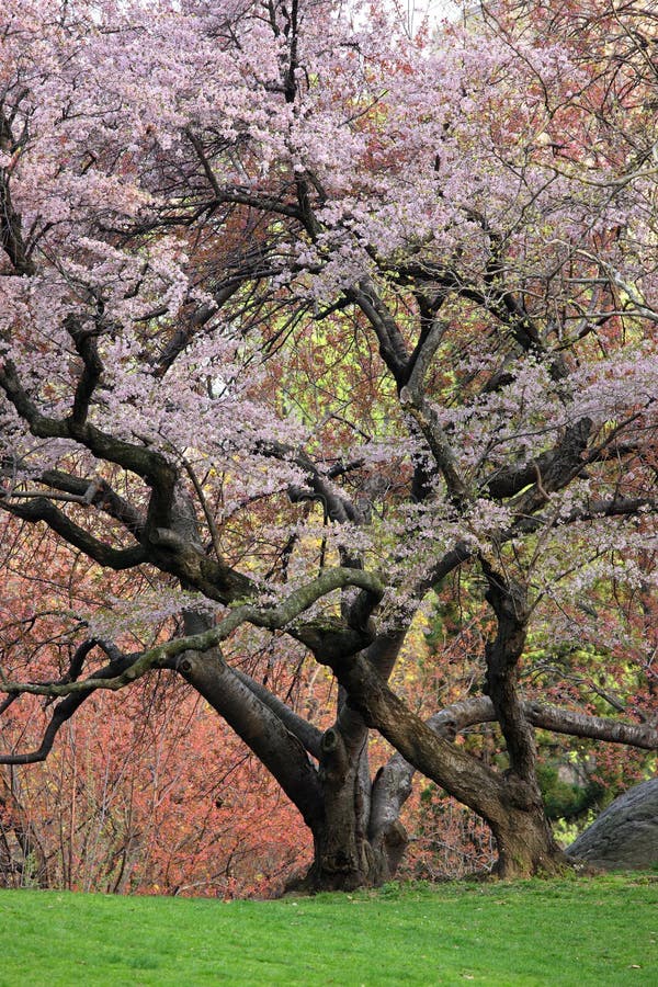 Big Cherry Blossom Tree stock photo. Image of cherry, bloom - 7683706