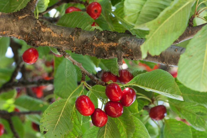 Cherry Tree with Red Fruits Stock Image - Image of outdoors, tree: 25399971