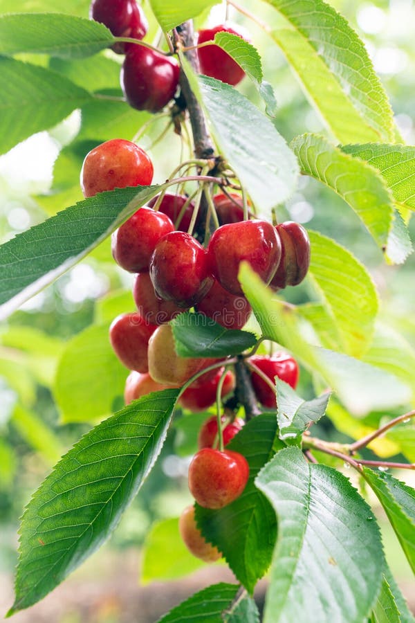 Cherry Tree with Ripe Cherries in the Garden Stock Photo - Image of ...