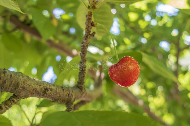 Cherry Tree and Ripe Cherries Stock Photo - Image of farming, growth ...