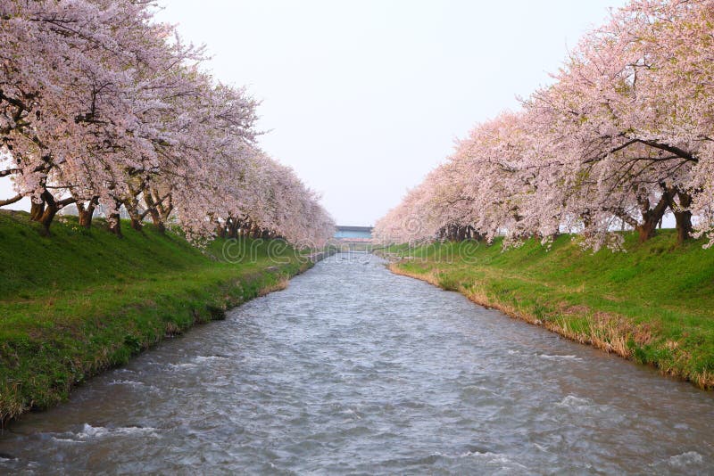 Cherry tree and river stock image. Image of embankment - 25883273