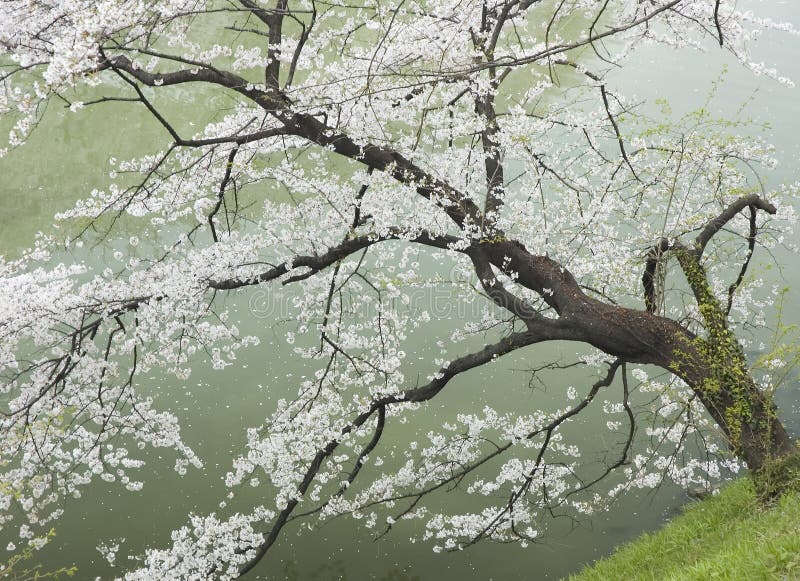 Cherry Tree by the River stock photo. Image of japan, blossom - 950132