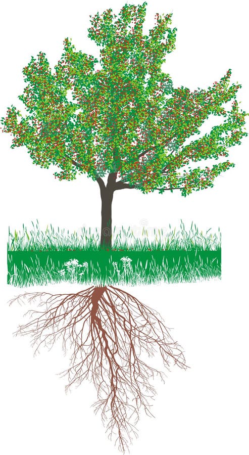Cherry Tree with Roots with Fruit Stock Vector - Illustration of fruit ...