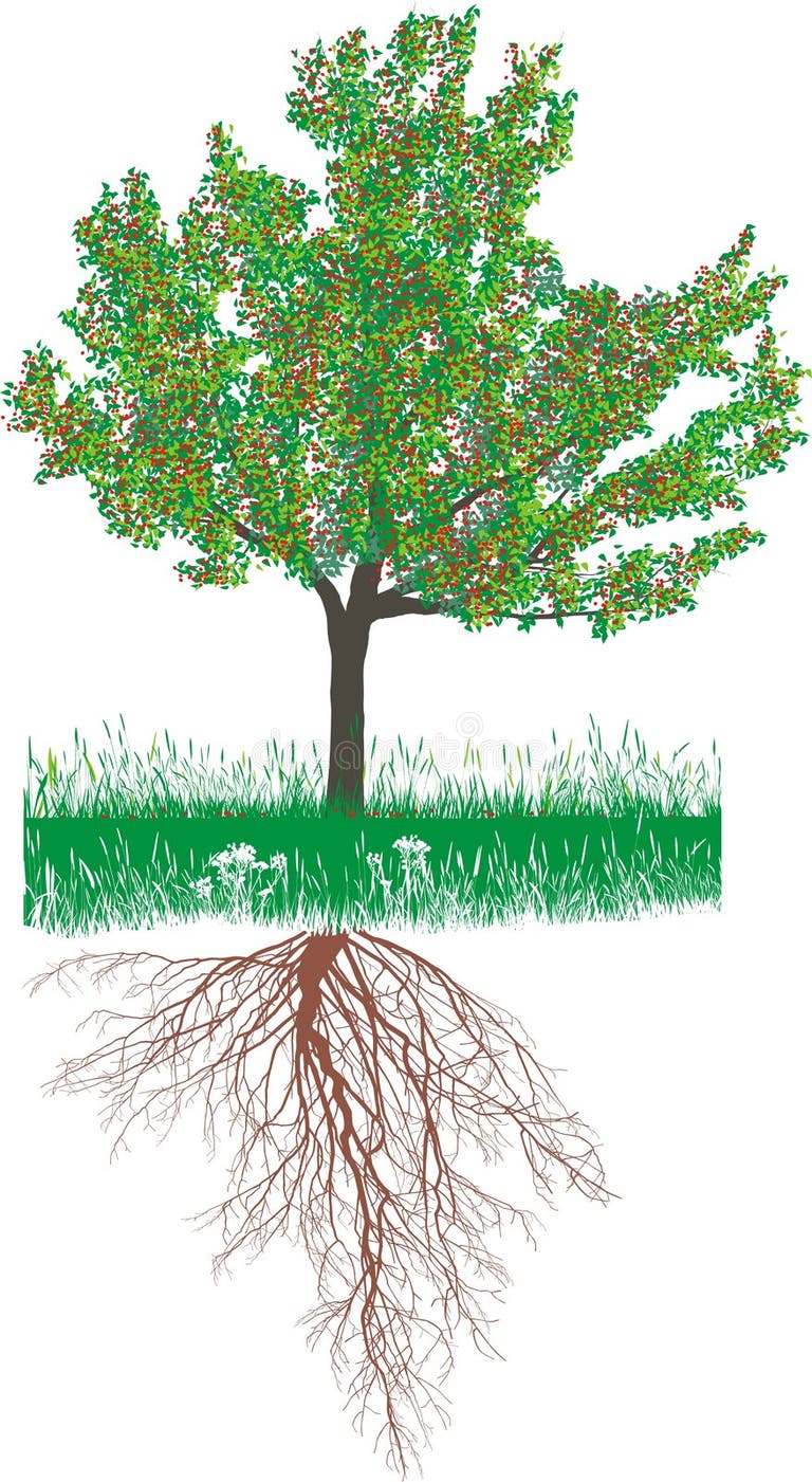 Fruit Roots Stock Illustrations – 6,066 Fruit Roots Stock Illustrations ...