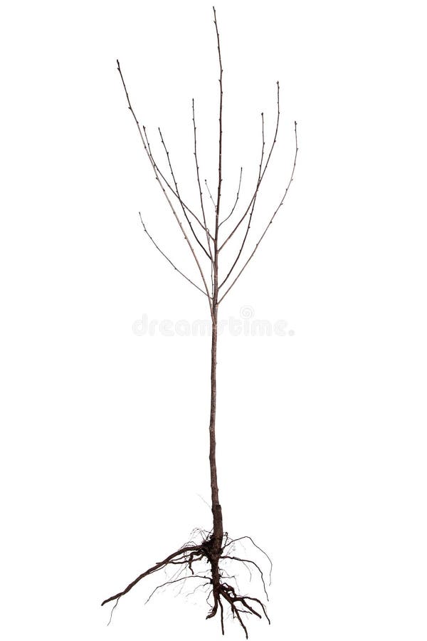 291 Cherry Tree Sapling Stock Photos - Free & Royalty-Free Stock Photos ...