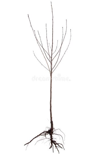 Cherry tree sapling stock photo. Image of knot, botany - 30375418