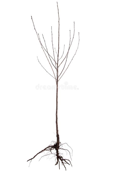 Cherry tree sapling stock photo. Image of knot, botany - 30375418