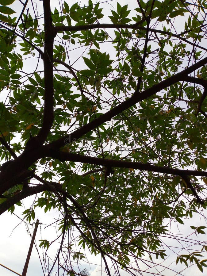 A Cherry Tree with Small Leaves and a Thick Trunk Stock Photo - Image ...