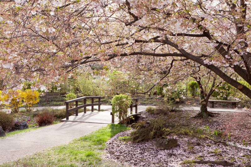 Cherry tree in spring stock photo. Image of japan, bridge - 24151820