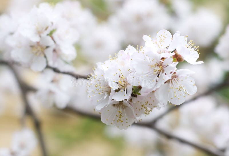 1,135 Sunlit Cherry Tree Branch Stock Photos - Free & Royalty-Free ...
