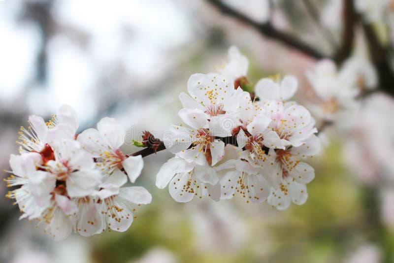 Cherry-tree in spring stock image. Image of cherry, nature - 8048053