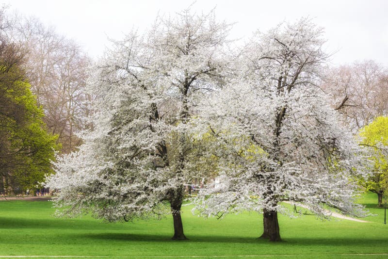 Cherry tree spring stock photo. Image of bright, white - 30820104