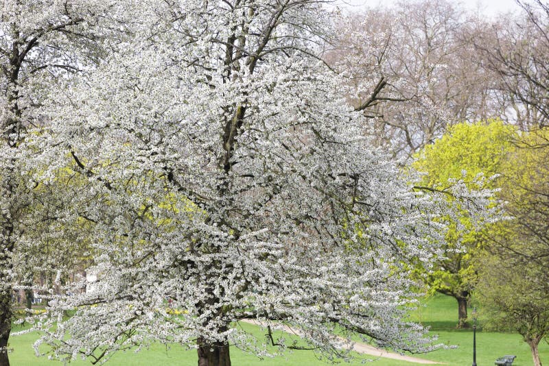 Cherry tree spring stock photo. Image of bright, england - 30988018