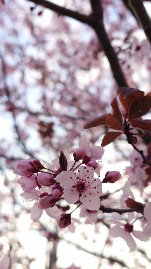 Cherry Tree Spring Flower in the Bloom Close Up Stock Image - Image of ...