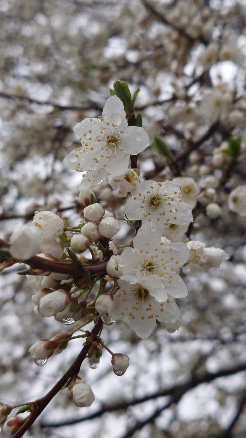 Cherry Tree Spring Flower in the Bloom Close Up Stock Image - Image of ...