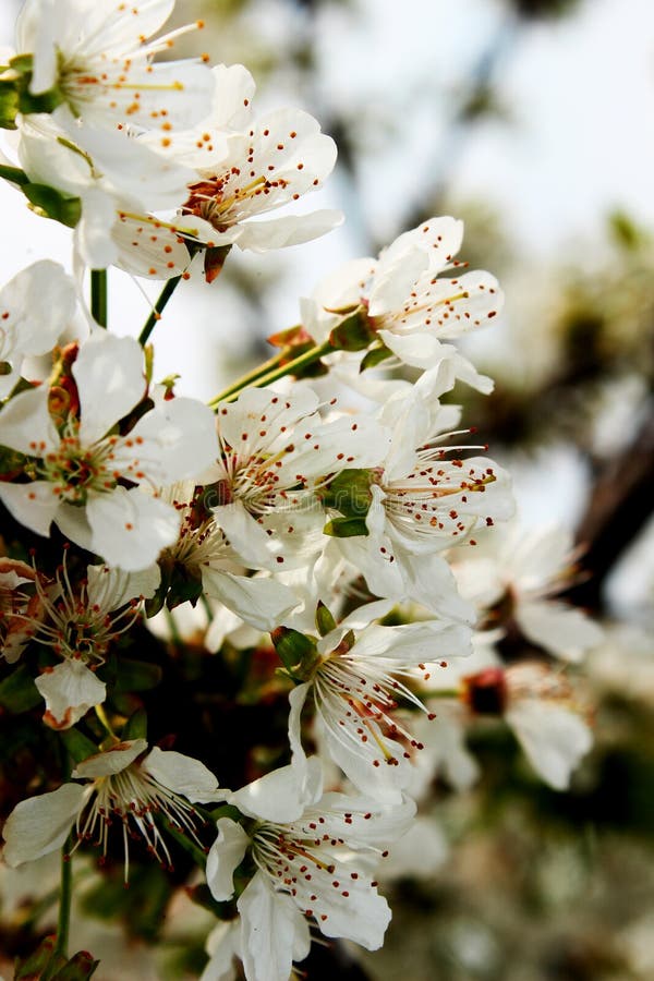 Cherry tree in spring stock image. Image of spring, blossom - 92007989