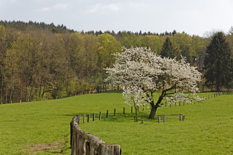 Cherry Tree in Spring, Lower Saxony, Germany Stock Photo - Image of ...
