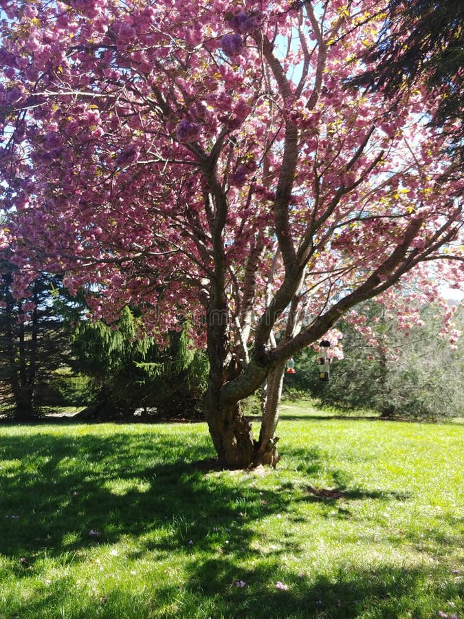 Cherry Tree in Spring in Meadow Stock Photo - Image of plant, blossom ...