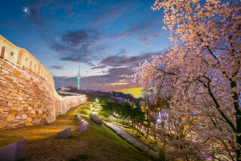 Cherry Tree in Spring and Namsan Mountain in the Background, Seoul ...